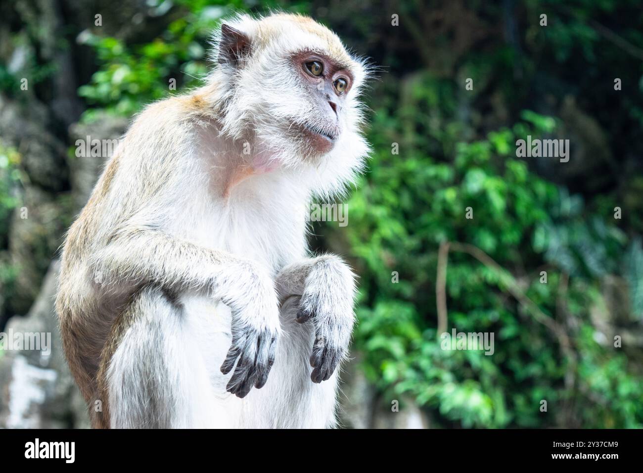 Monkey sitting and looking away in batu caves, a limestone hill that ...