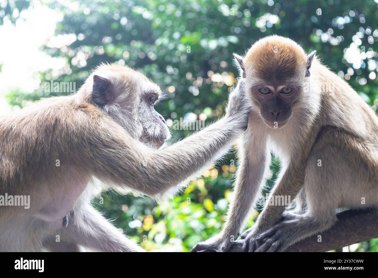 Monkey grooming another monkey in the jungle of kuala lumpur, malaysia ...