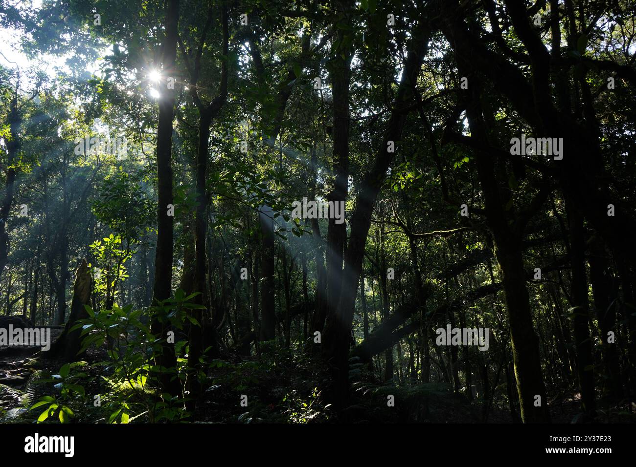 Sun rays through forest canopy hi-res stock photography and images - Alamy