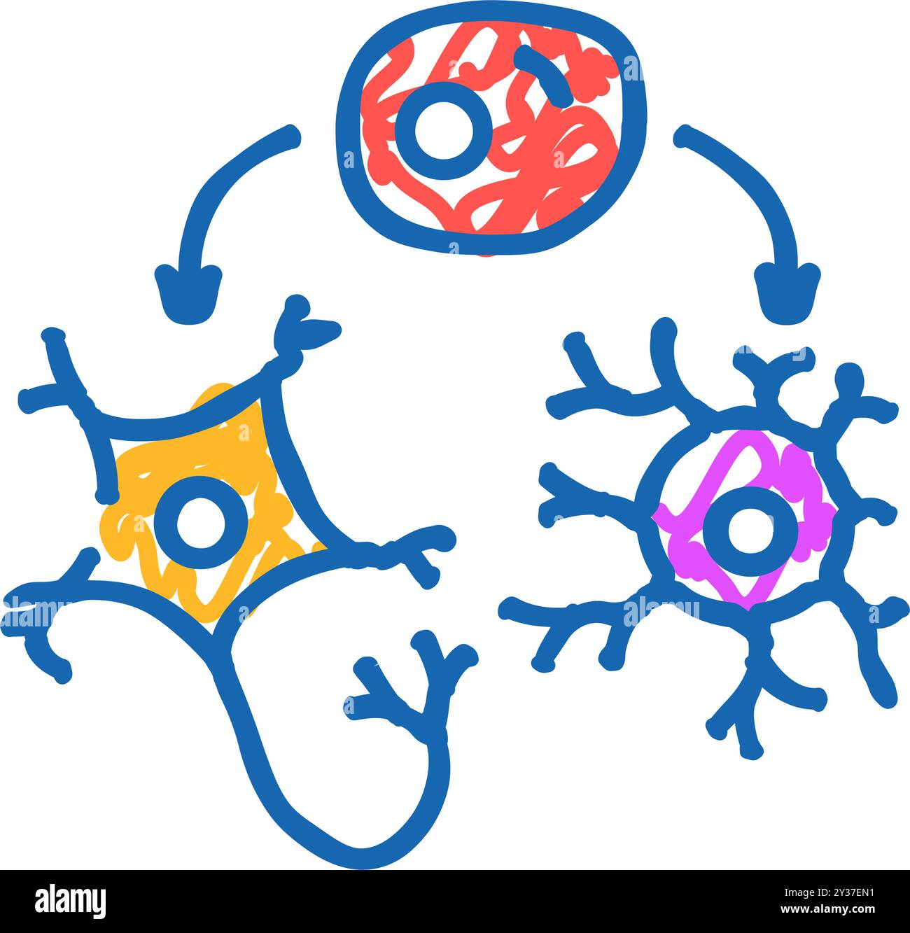 neurogenesis neuroscience neurology icon doodle illustration Stock ...