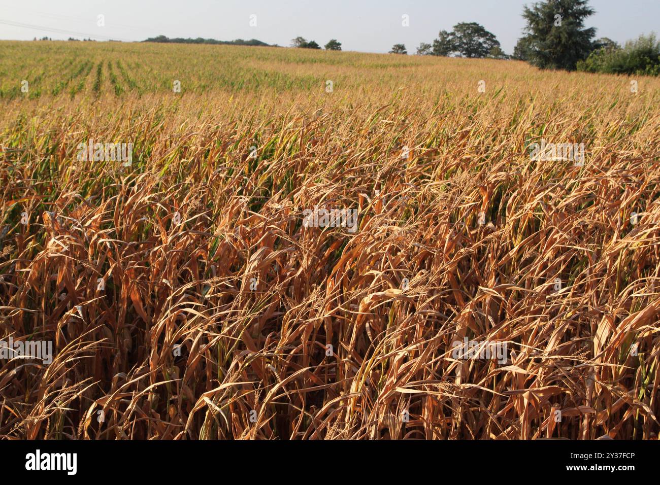 Vegetationsstadium hi-res stock photography and images - Alamy