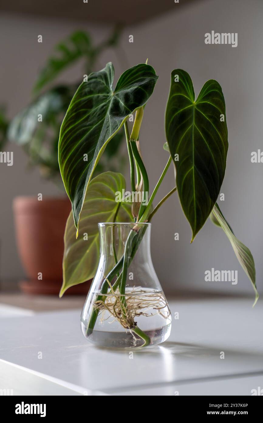 Sprouts of Philodendron Splendid plant in glass jar. Simple propagation ...