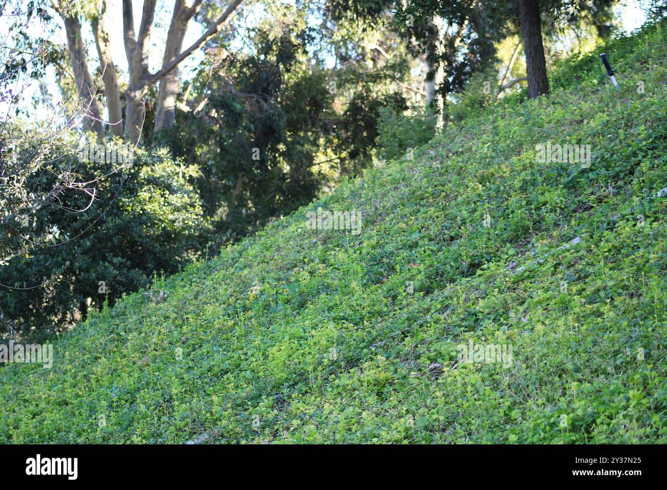 green hillside slope landscape Stock Photo - Alamy