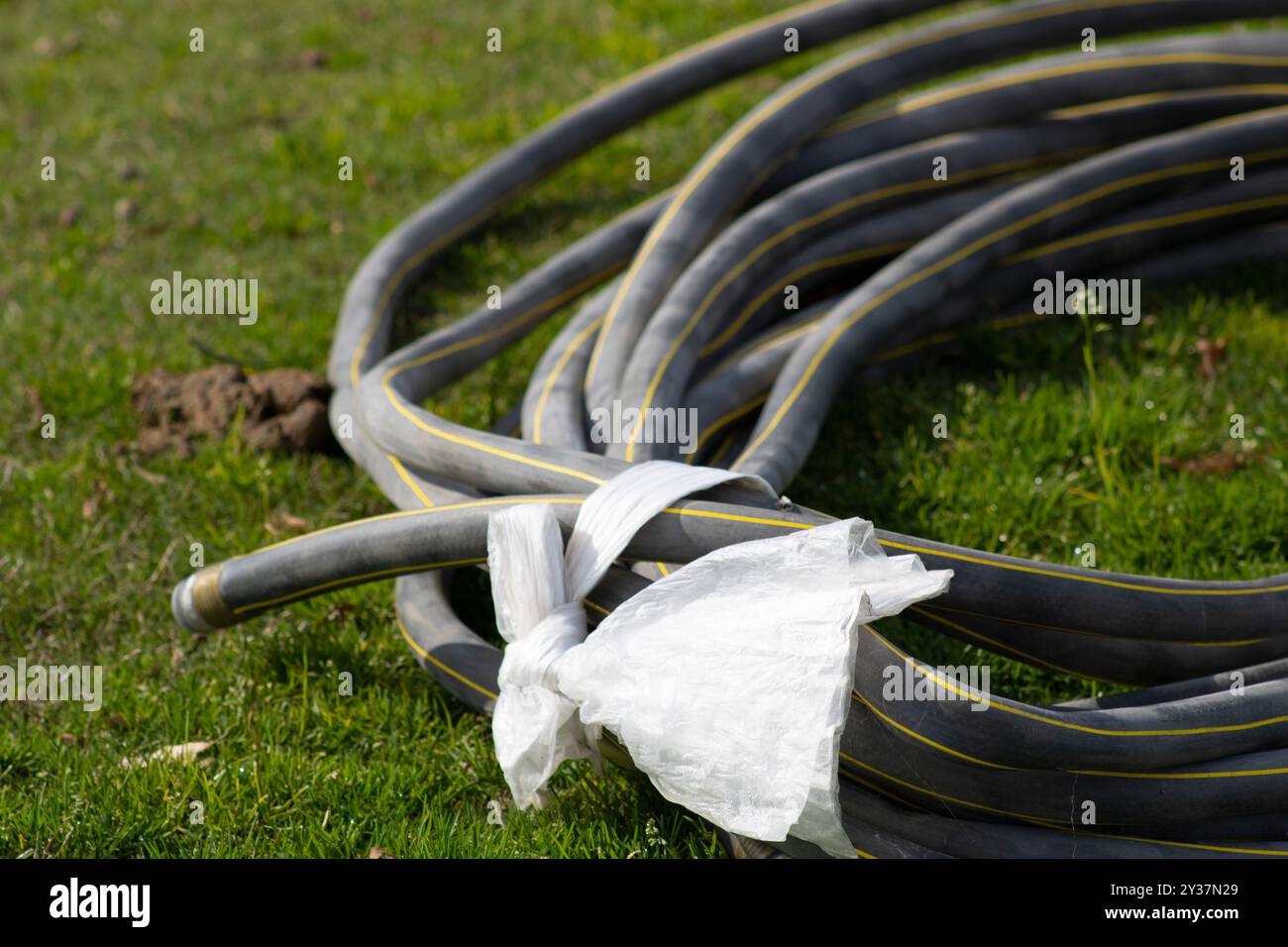 garden hose laying on green grass Stock Photo - Alamy