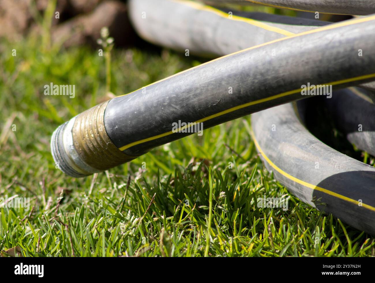 garden hose laying on green grass Stock Photo - Alamy