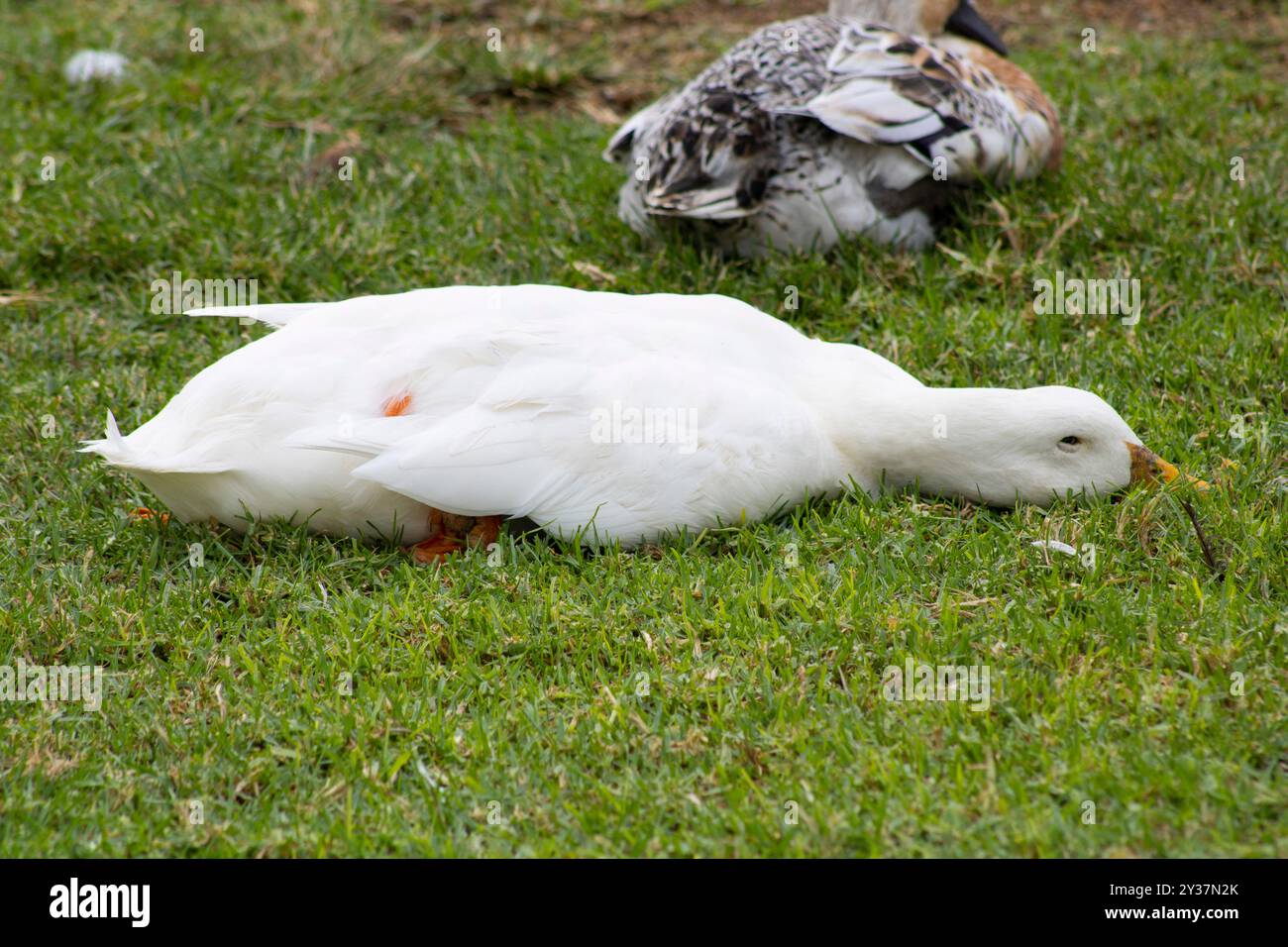 sick white duck laying on the grass with a red spot on its side Stock ...