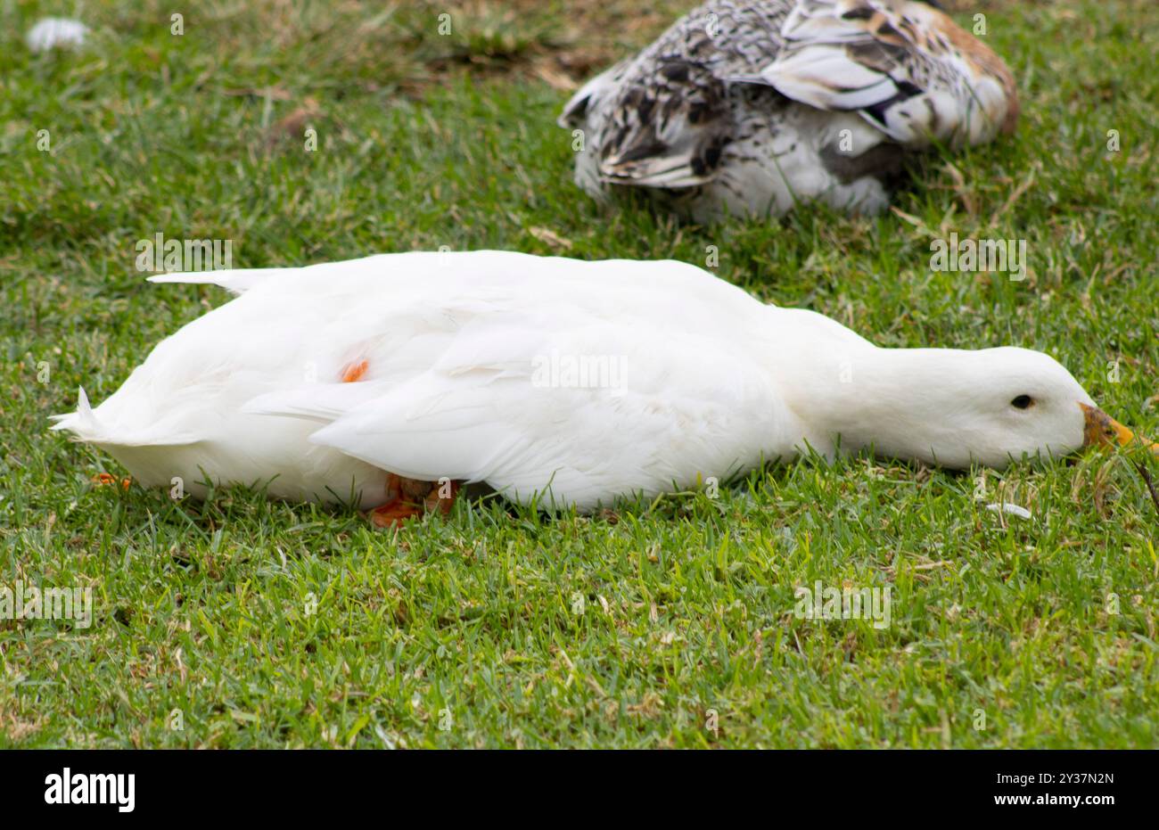 sick white duck laying on the grass with a red spot on its side Stock ...
