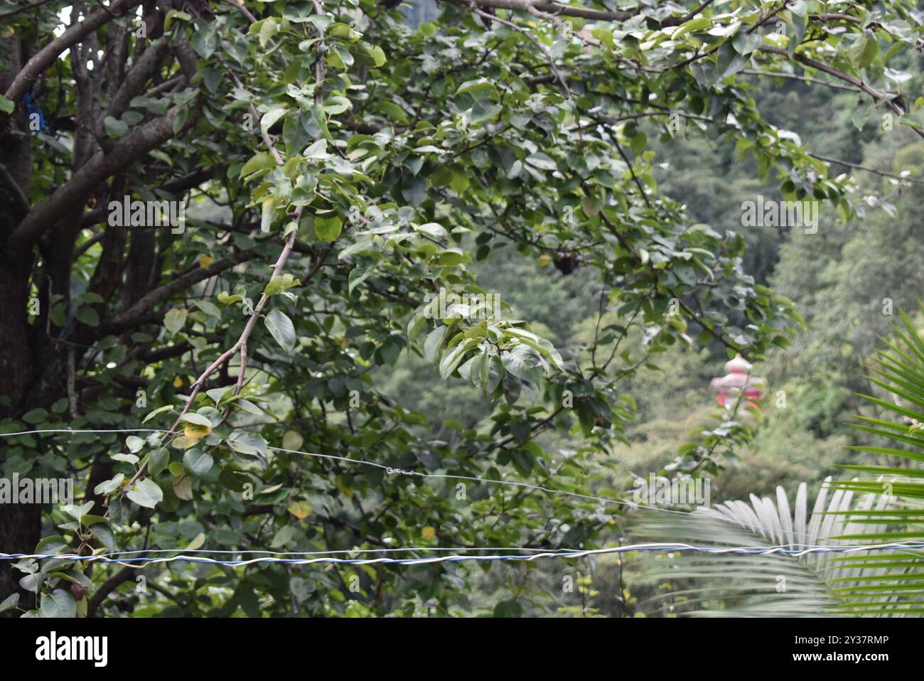 Tokha Jhor Jharana Waterfall, Kathmandu, Nepal Stock Photo - Alamy