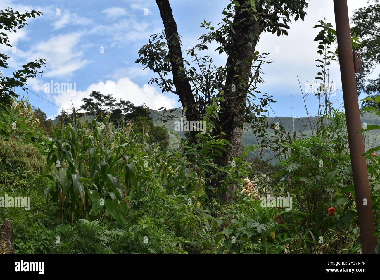 Tokha Jhor Jharana Waterfall, Kathmandu, Nepal Stock Photo - Alamy