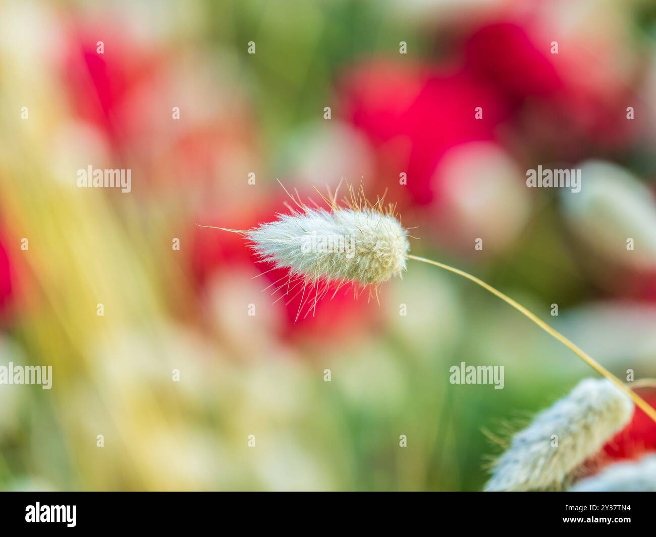 Lagurus ovatus, bunny tail or hare's tail grass. Oval flower of lagurus ...