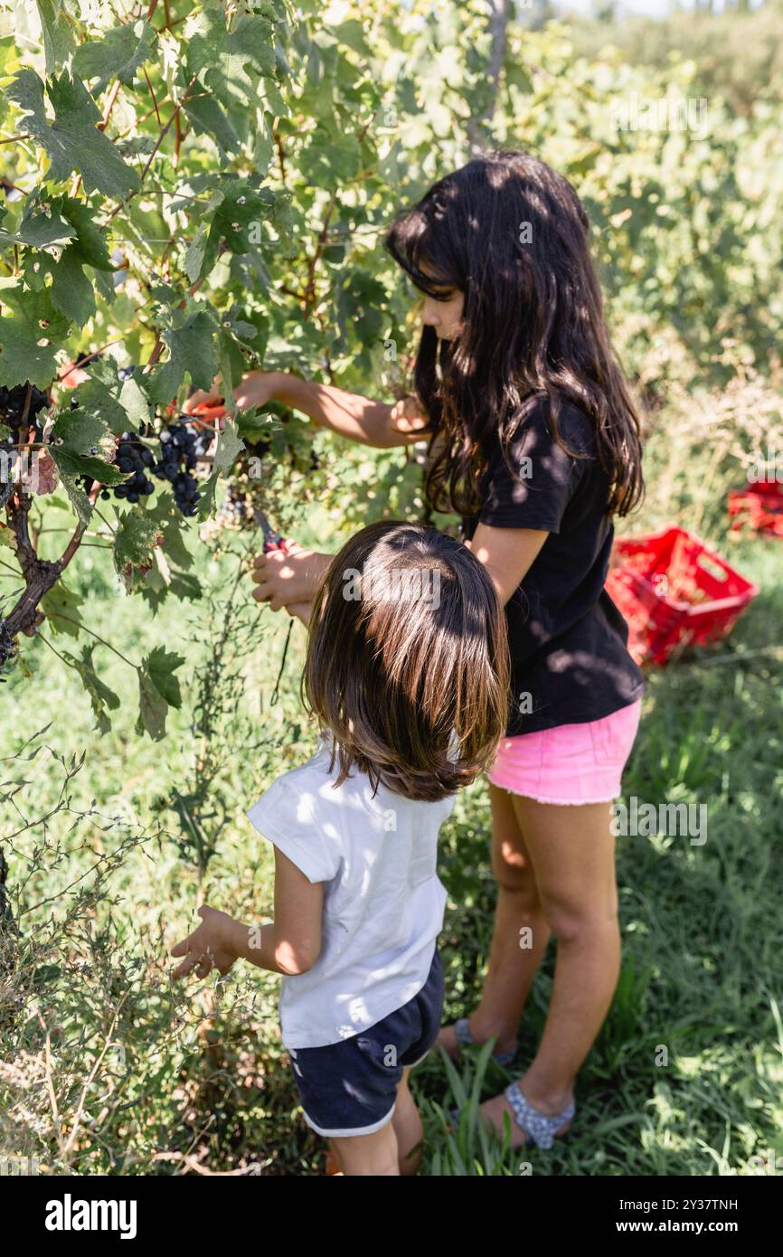 two children picking up grapes on sunny day, elder girl helping smaller ...
