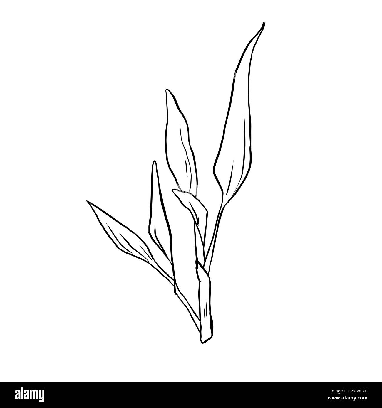 Ginger line Cut Out Stock Images & Pictures - Alamy