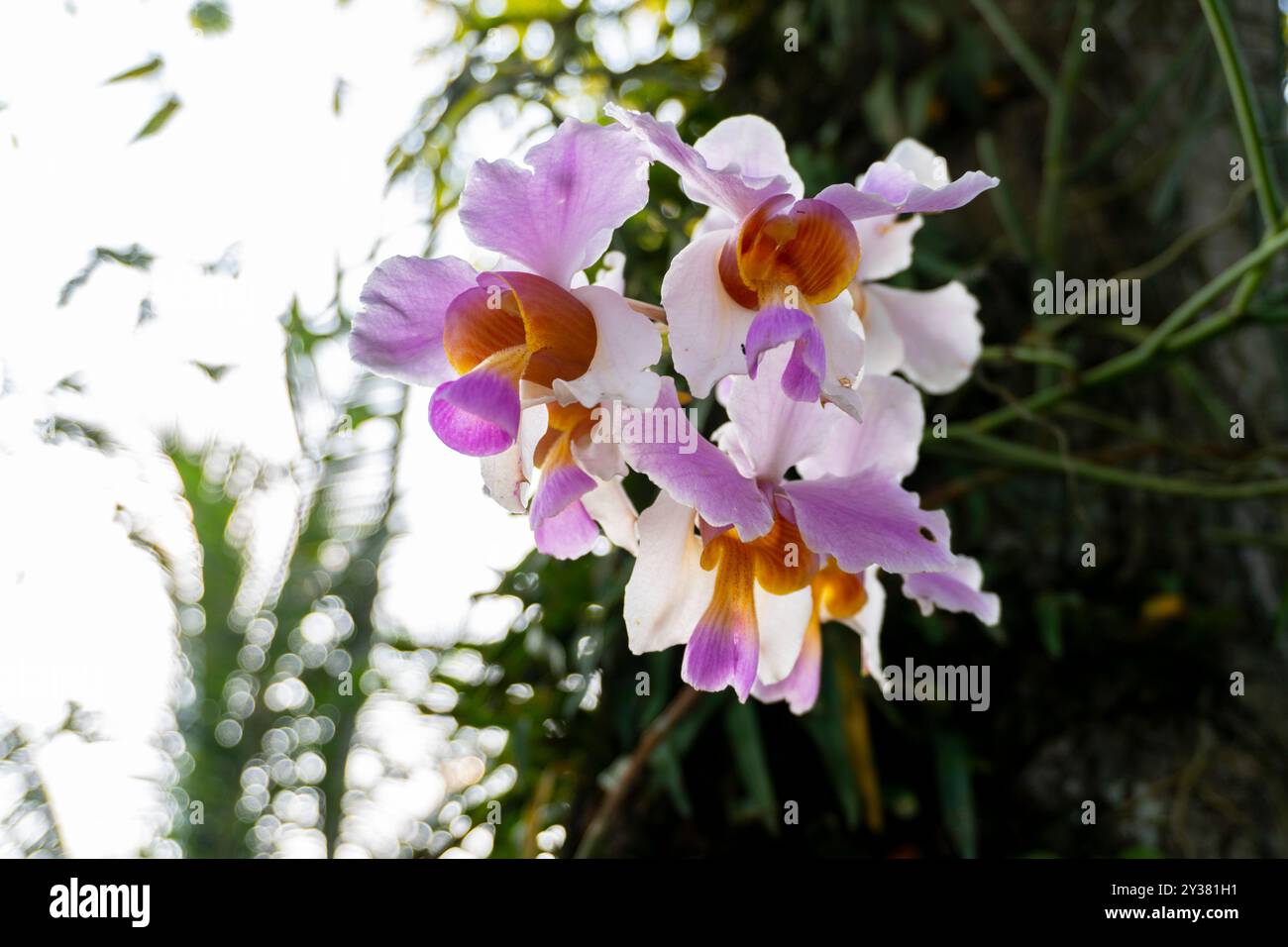 Orchids of assam hi-res stock photography and images - Alamy