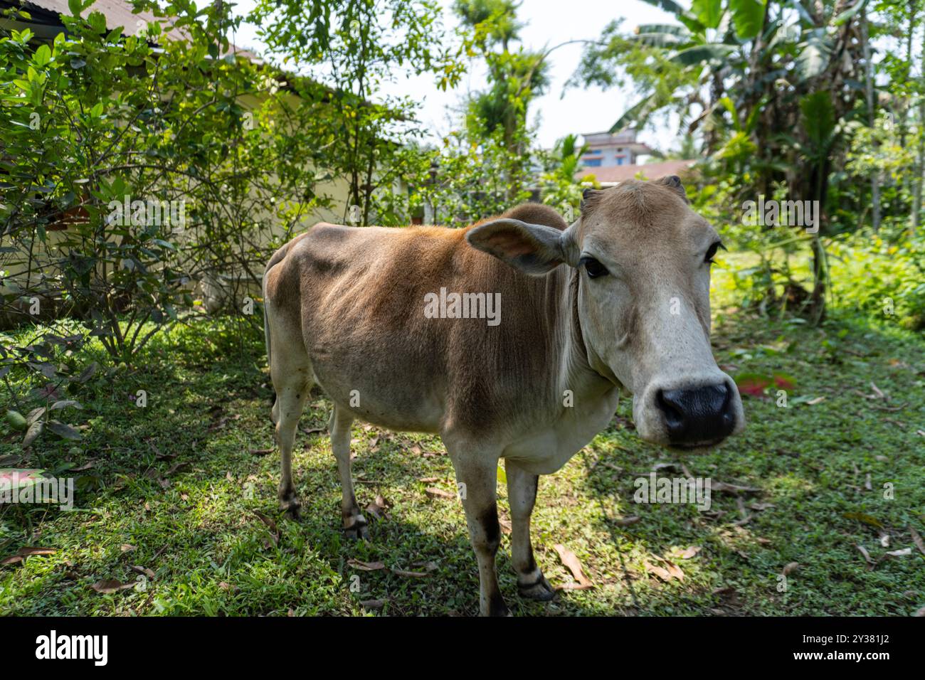 Desi cows hi-res stock photography and images - Alamy