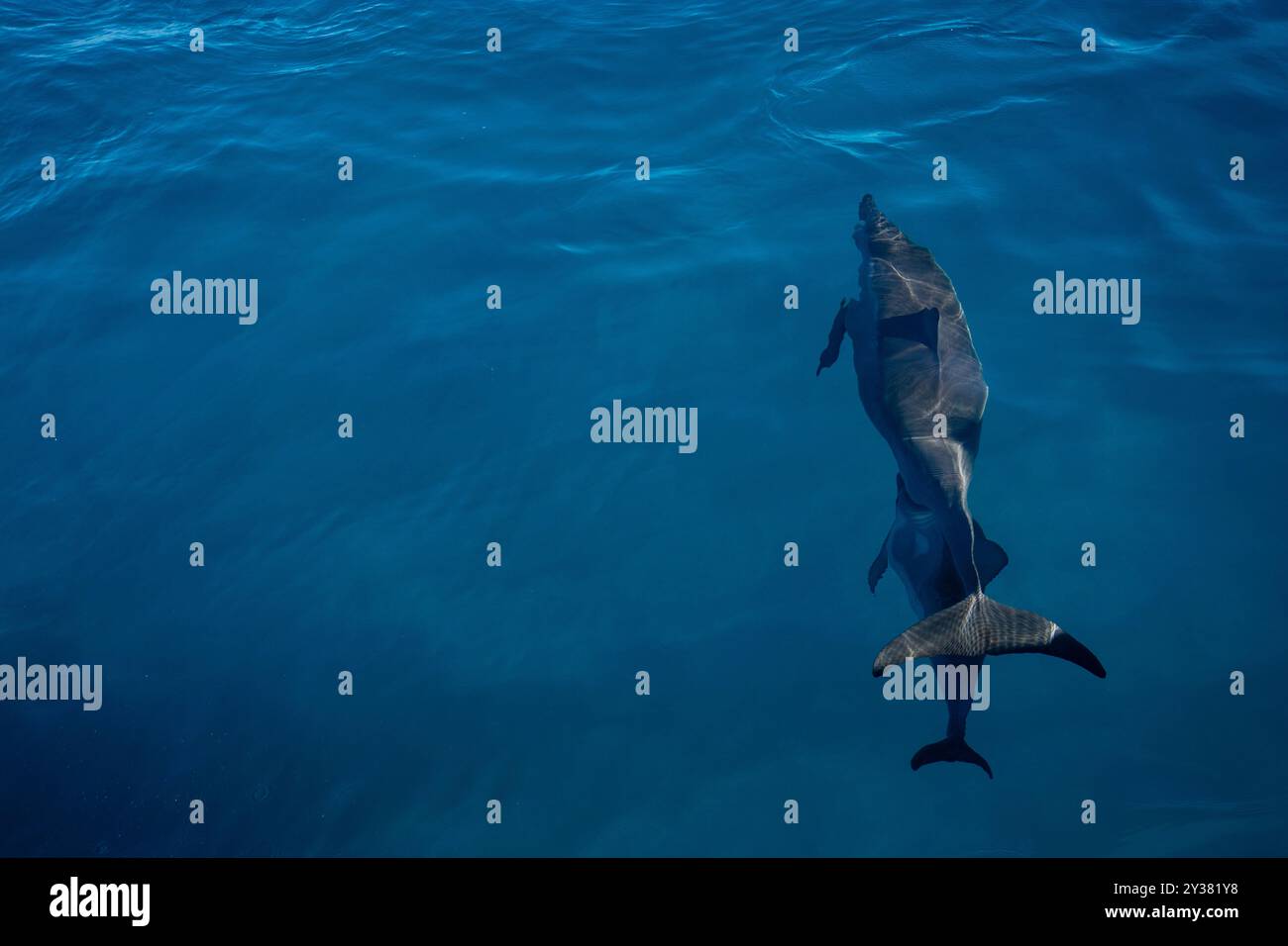 Hawaiian dolphins on Napali Coast, Kauai, Hawaii Stock Photo - Alamy