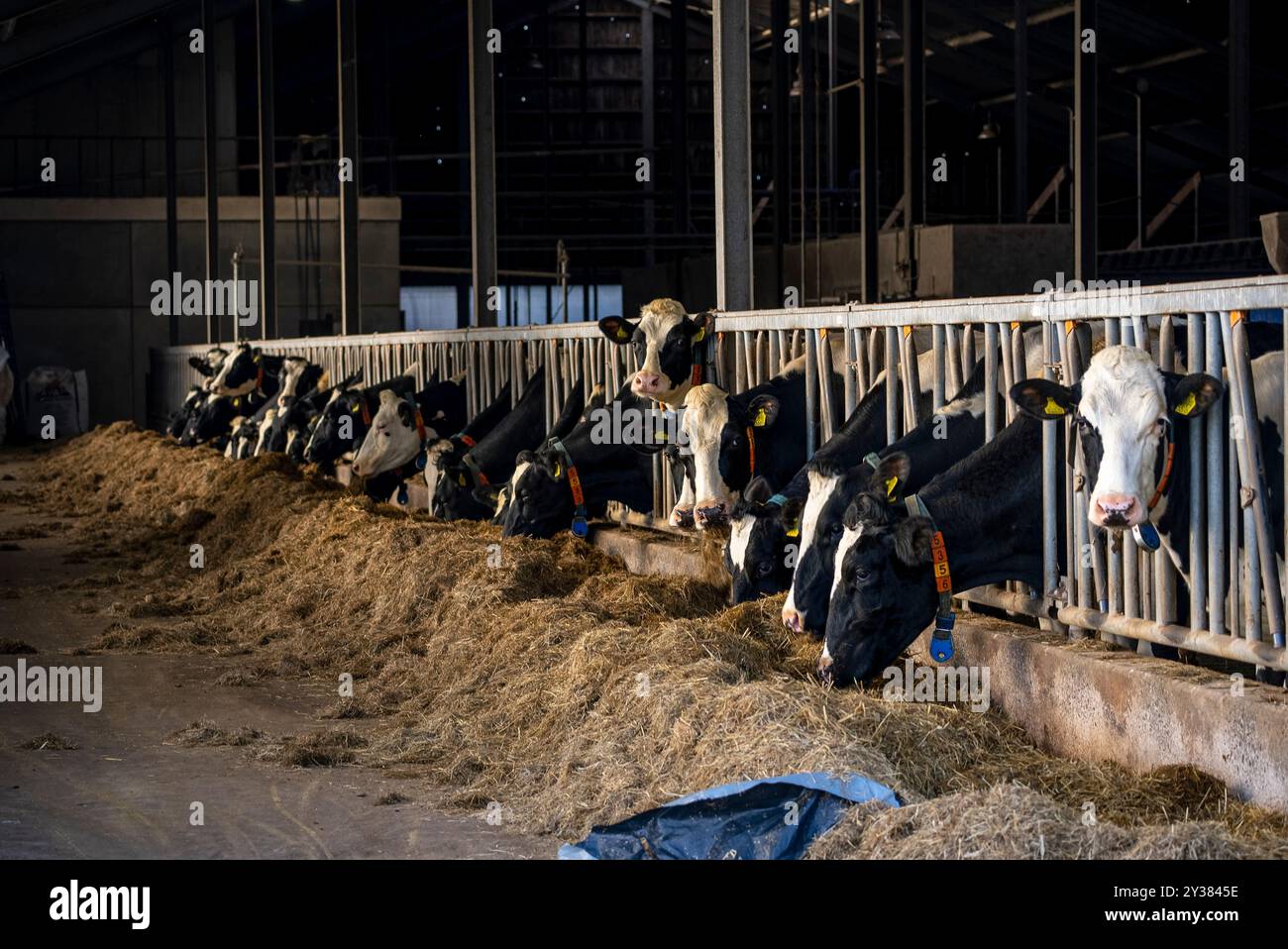 The cows eating hay in a barn, showcasing a typical farm setting with ...