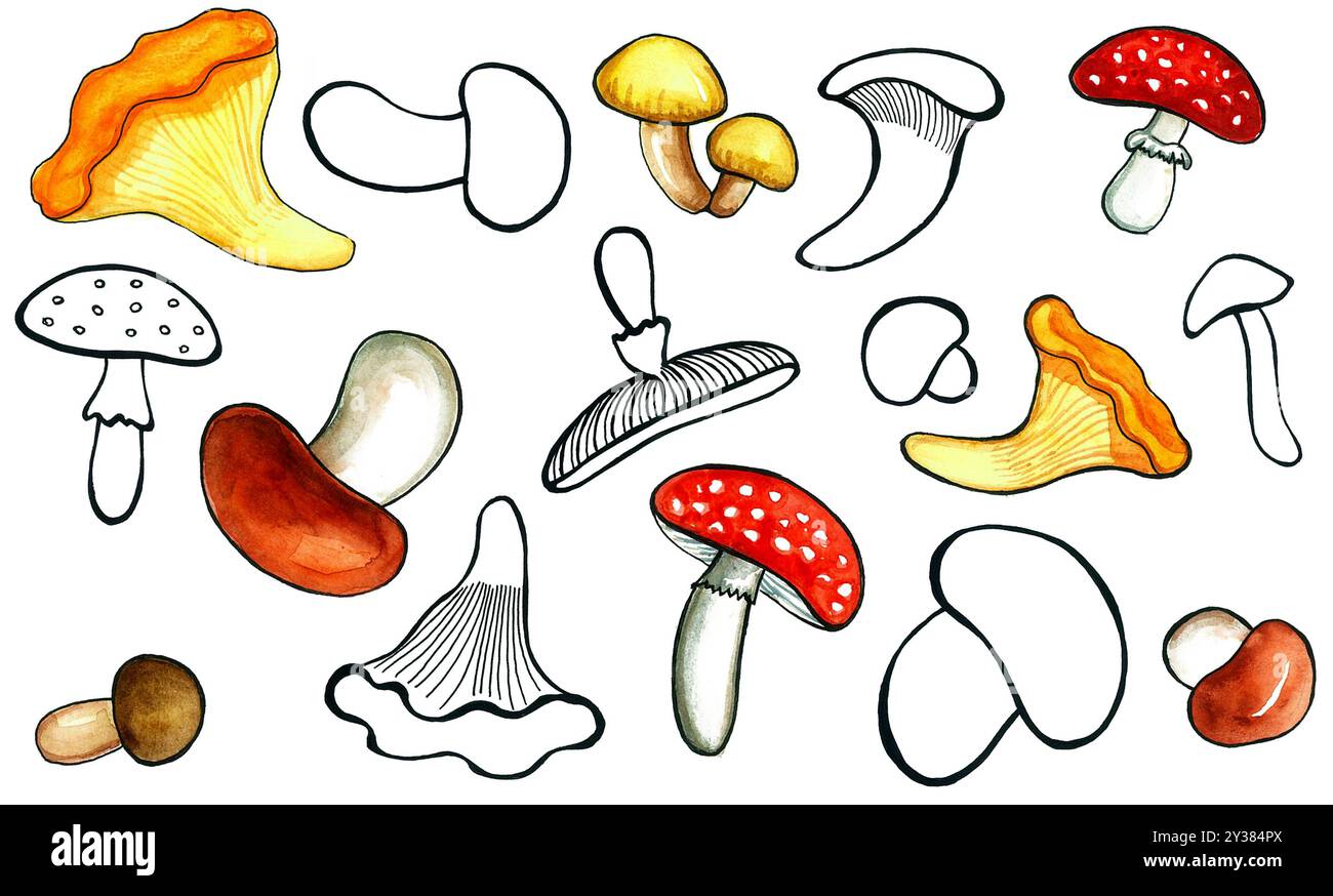 Set of different types of mushrooms. Black contour drawing or with ...