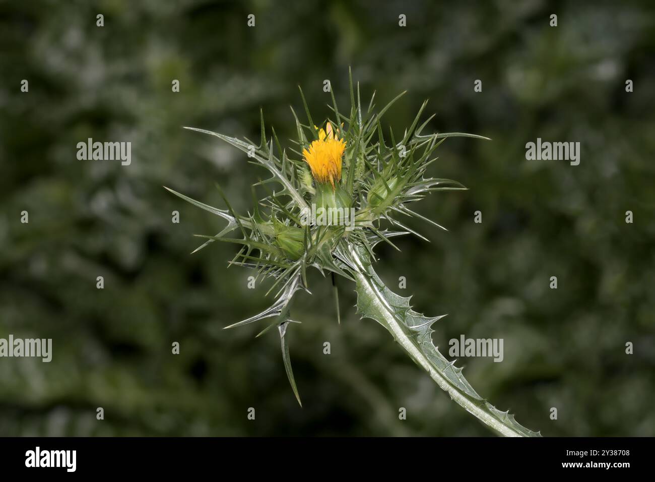 spotted golden thistle resp.Scolymus maculatus,Rhineland,Germany Stock ...