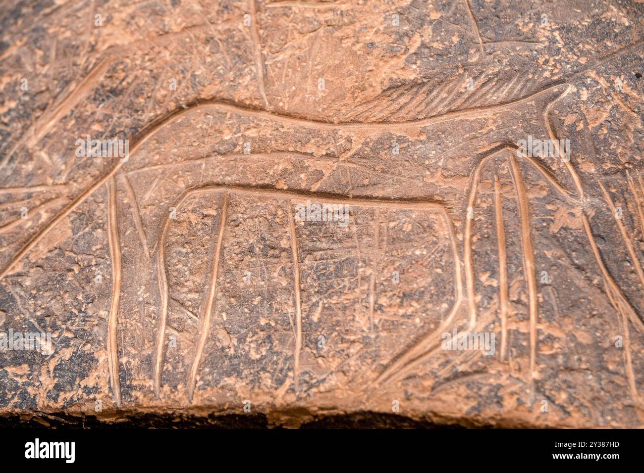 jackal petroglyph, Aït Ouazik rock deposit, late Neolithic, Morocco ...