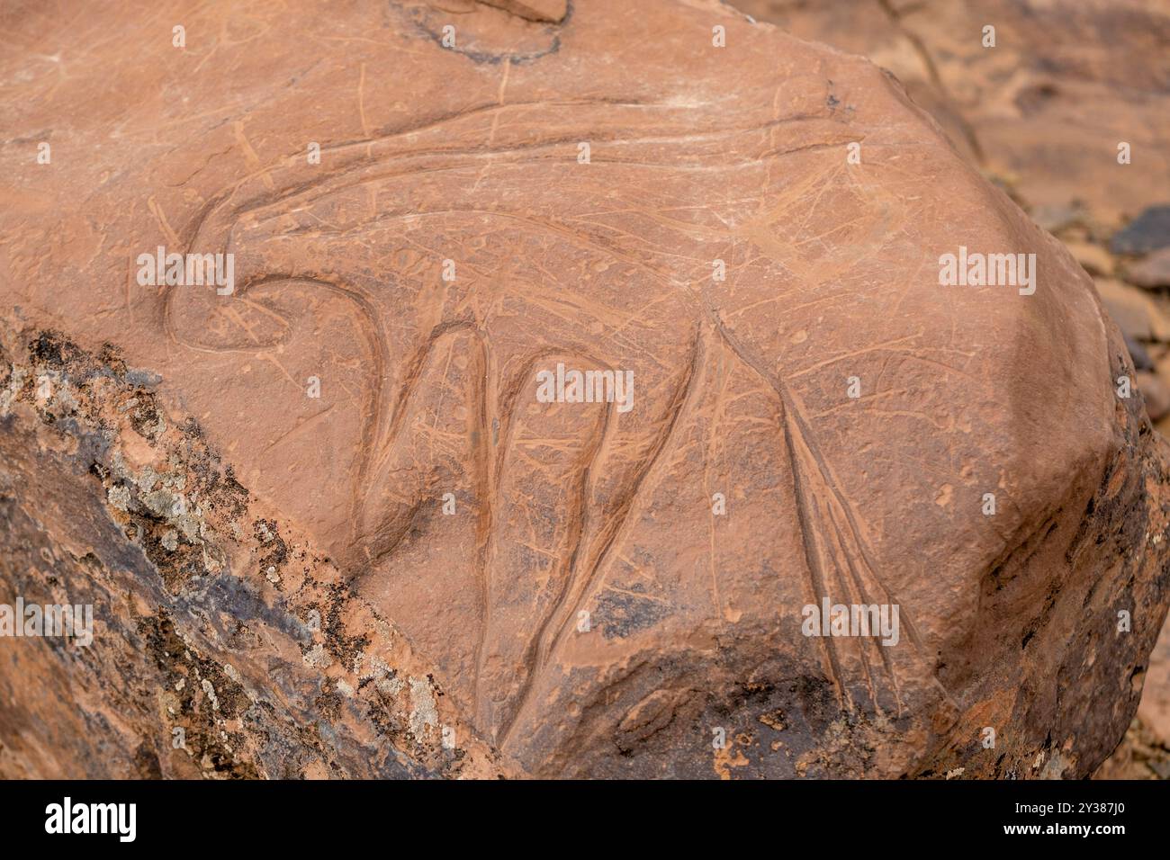 petroglyph, prehistoric ungulate, Aït Ouazik rock deposit, late ...