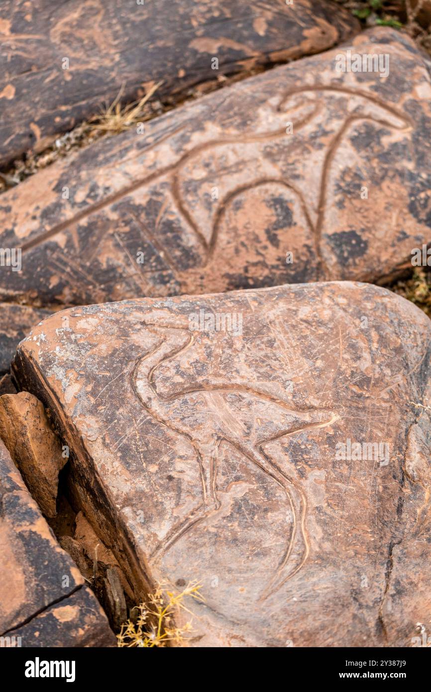 petroglyph, prehistoric ungulate, Aït Ouazik rock deposit, late ...
