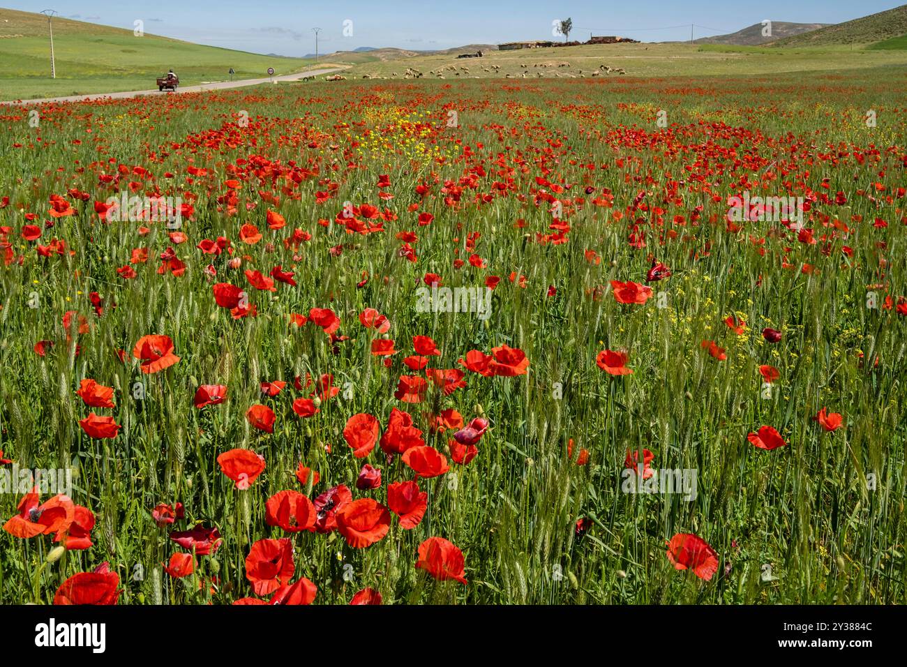 poppy field, Azrou, Ifrane, Morocco, Africa Stock Photo - Alamy