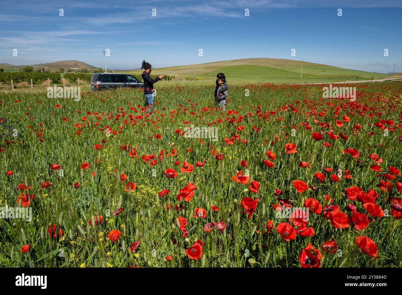 poppy field, Azrou, Ifrane, Morocco, Africa Stock Photo - Alamy