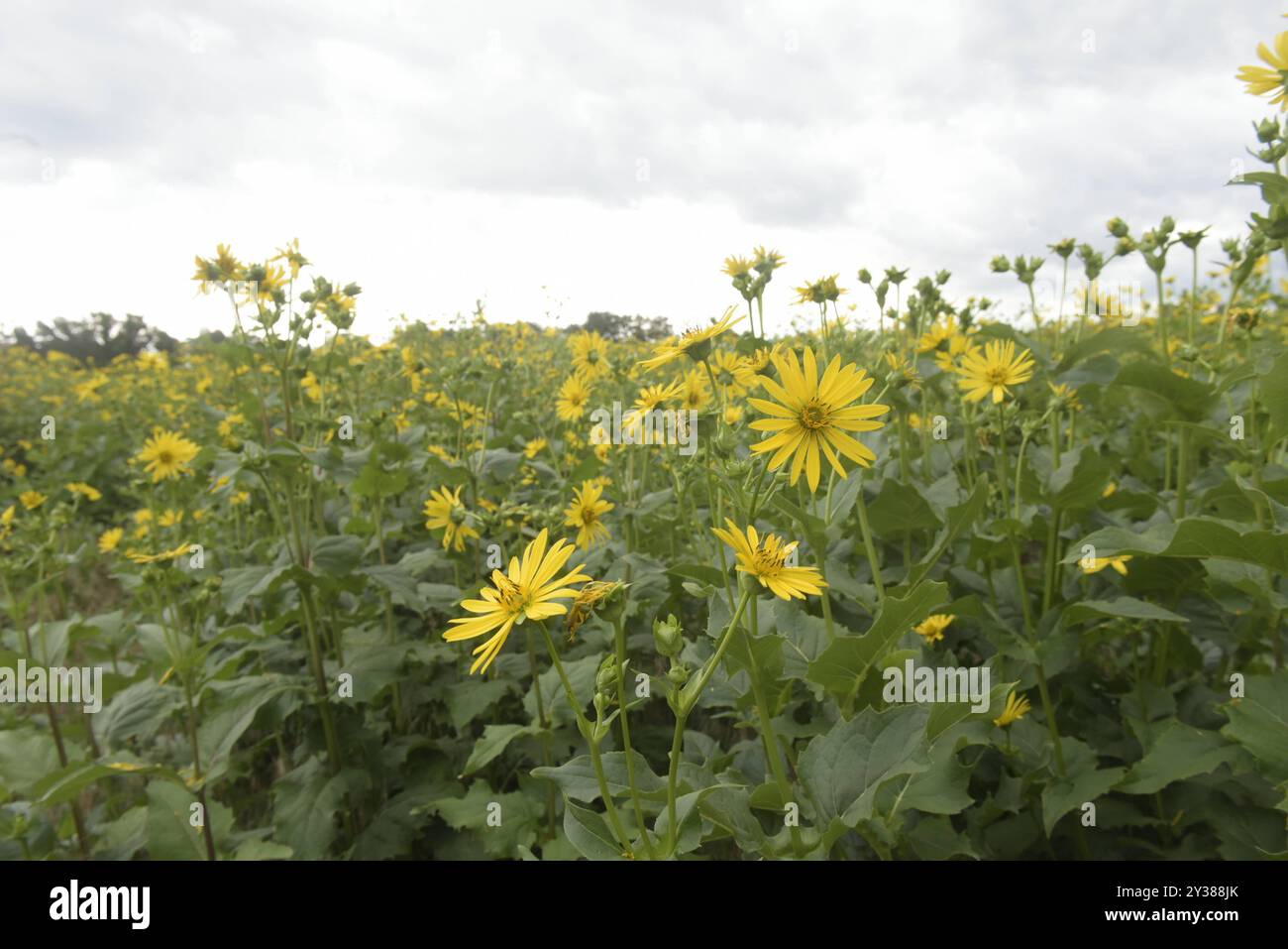 Die Durchwachsene Silphie Silphium perfoliatum könnte eine Alternative ...