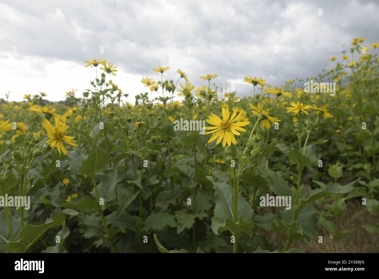 Die Durchwachsene Silphie Silphium perfoliatum könnte eine Alternative ...