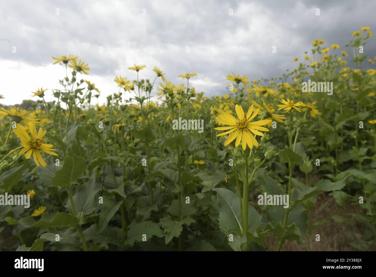 Die Durchwachsene Silphie Silphium perfoliatum könnte eine Alternative ...