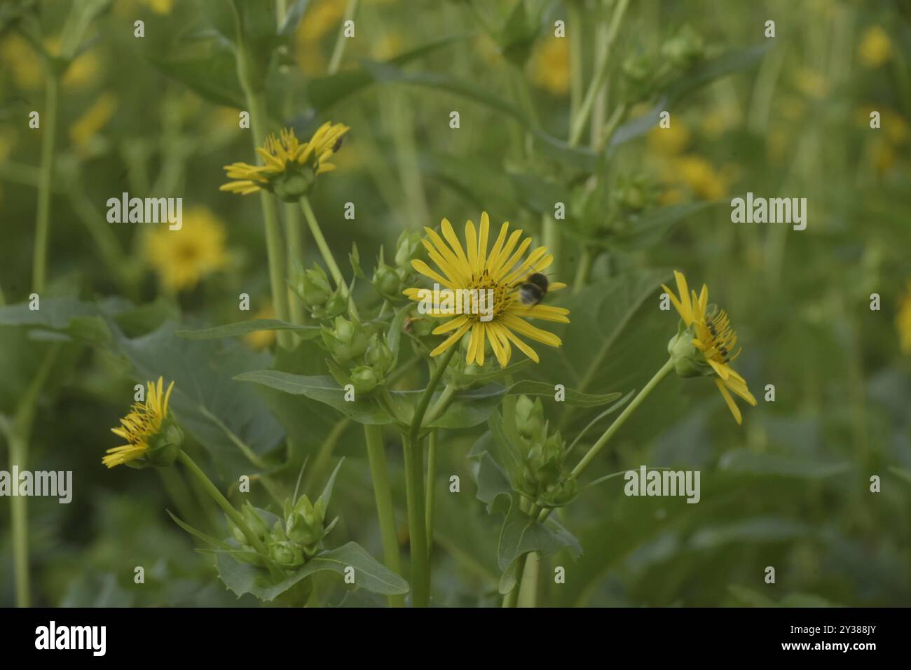 Die Durchwachsene Silphie Silphium perfoliatum könnte eine Alternative ...