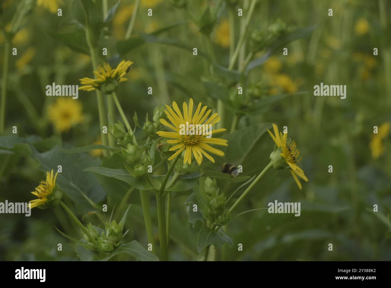 Die Durchwachsene Silphie Silphium perfoliatum könnte eine Alternative ...