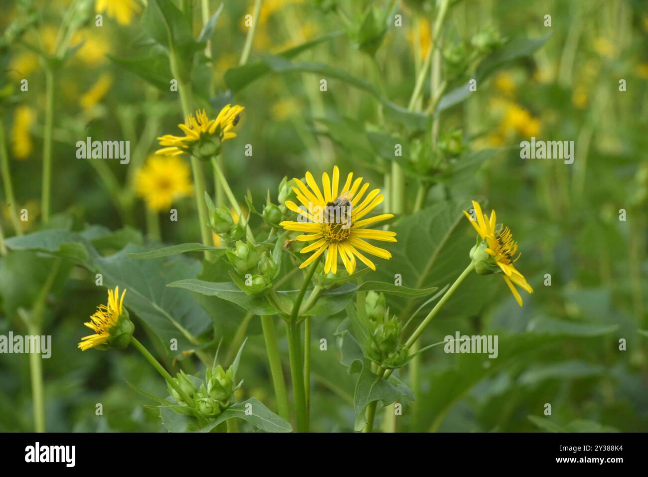 Die Durchwachsene Silphie Silphium perfoliatum könnte eine Alternative ...