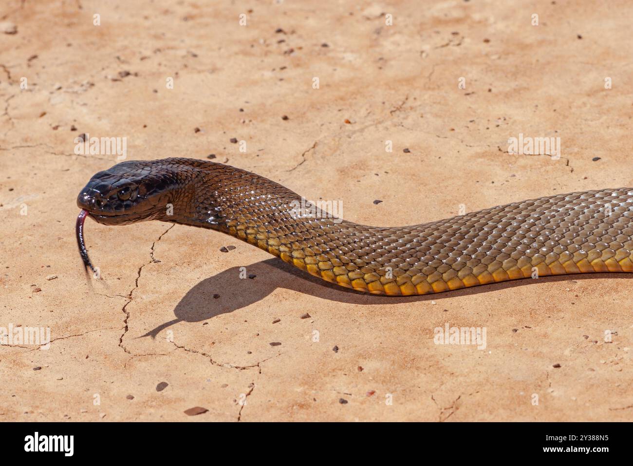 Highly venomous Australian Inland Taipan in natural Western Queensland ...