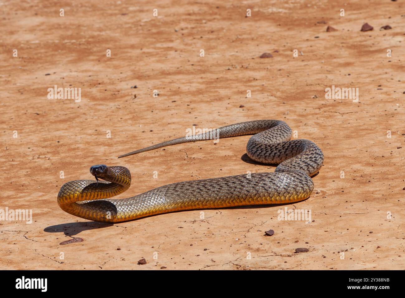 Australian inland taipan hi-res stock photography and images - Alamy