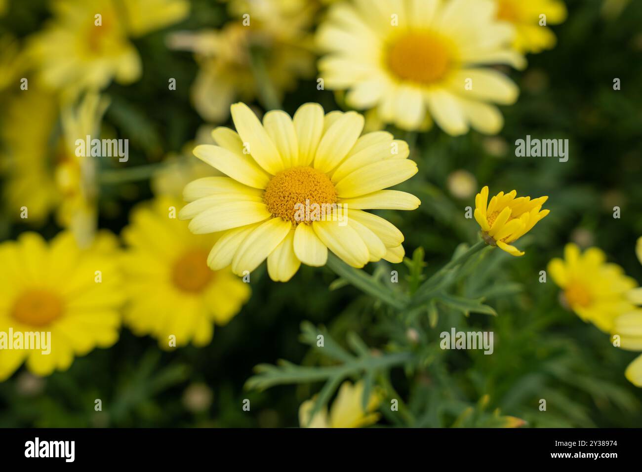 Yellow marguerite daisy (Argyranthemum frutescens) flowers Stock Photo ...