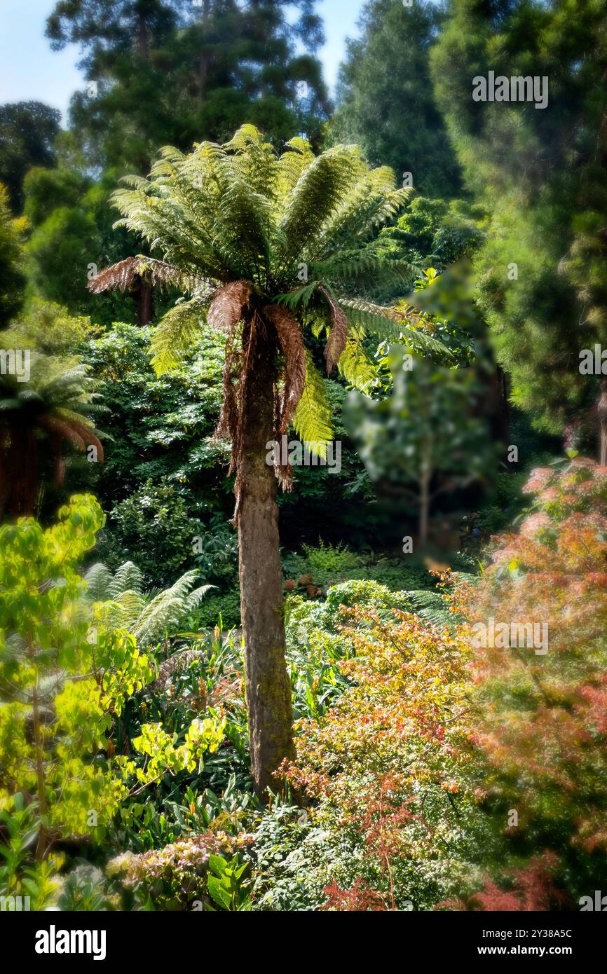 Large Tree Fern native of Austrailia growing in a sub tropical garden ...