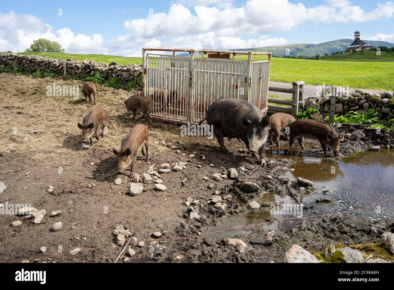 Female wild boar (Sus scrofa) with piglets in enclosure Stock Photo - Alamy