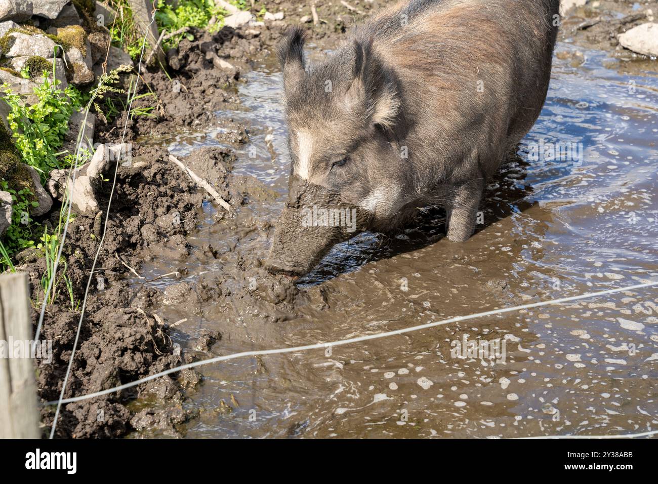 Female wild boar (Sus scrofa) with snout in mud Stock Photo - Alamy