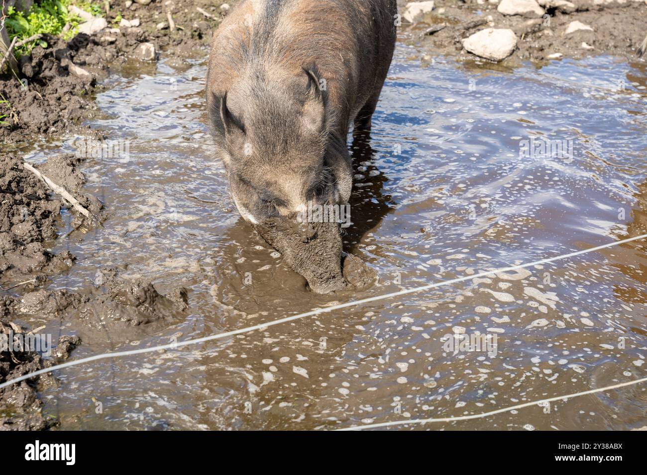 Female wild boar (Sus scrofa) with snout in mud Stock Photo - Alamy