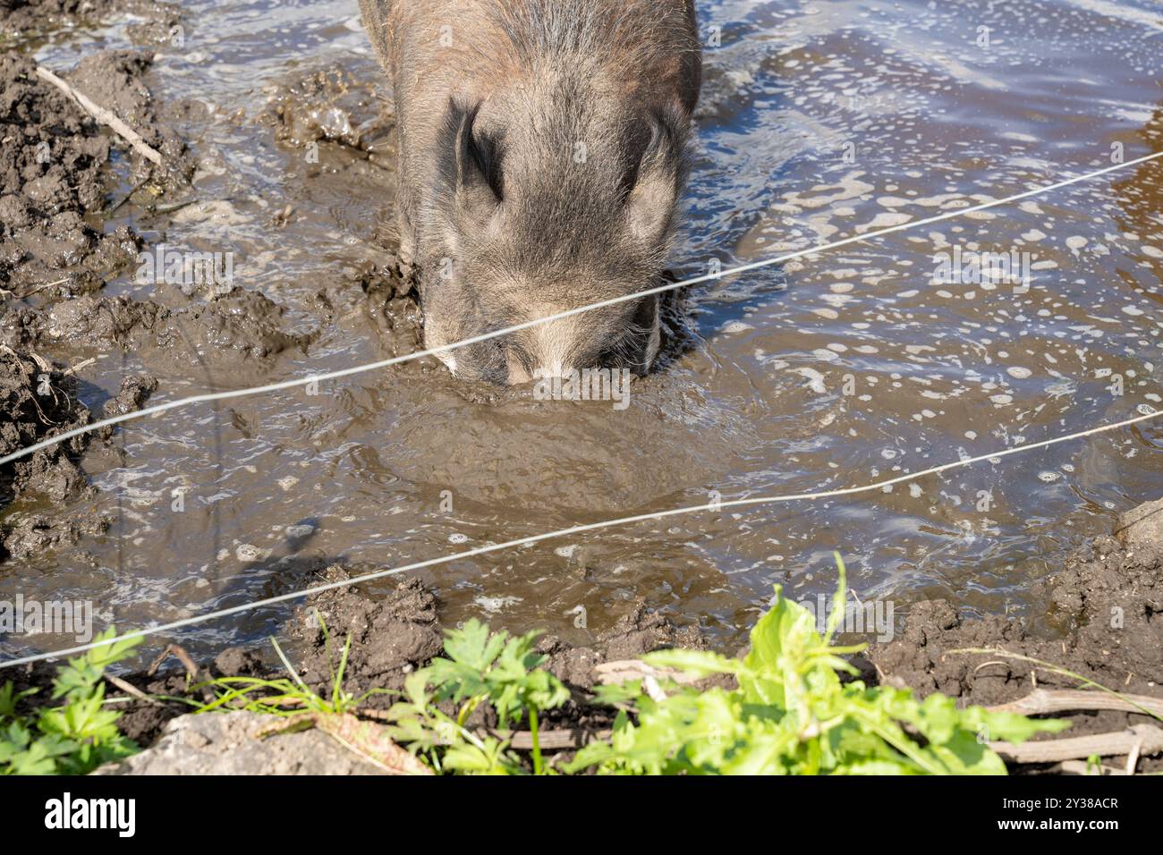 Female wild boar (Sus scrofa) with snout in mud Stock Photo - Alamy