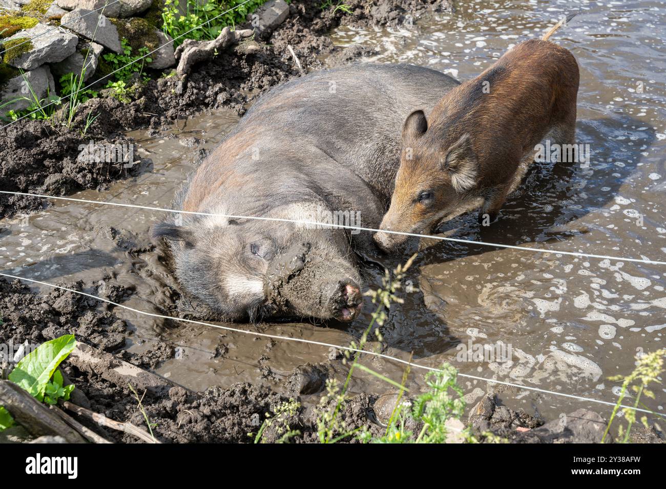 Female wild boar (Sus scrofa) laying in puddle with piglets in ...