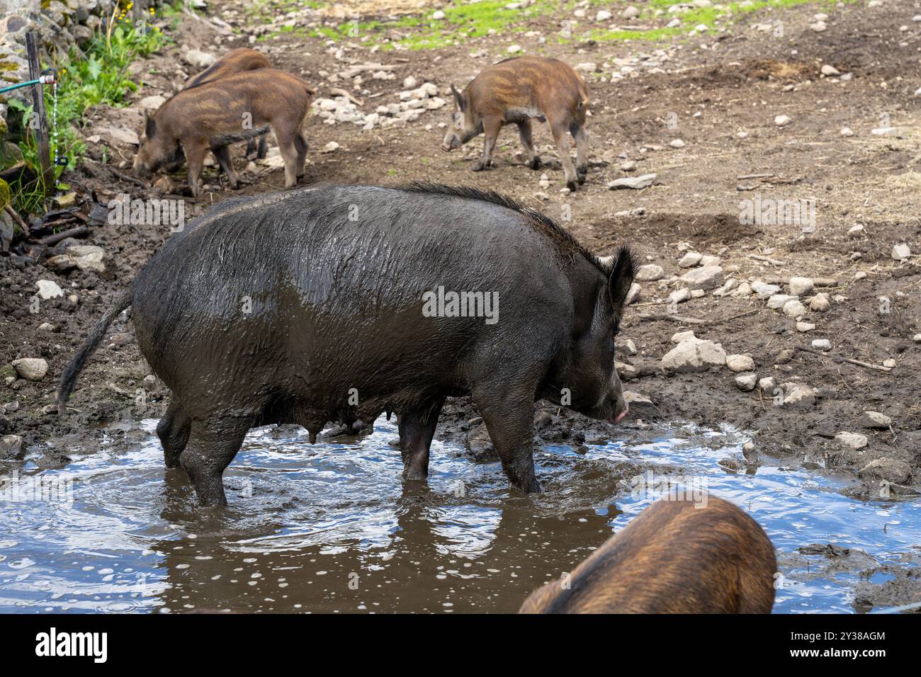 Female wild boar (Sus scrofa) standing in puddle with piglets in ...