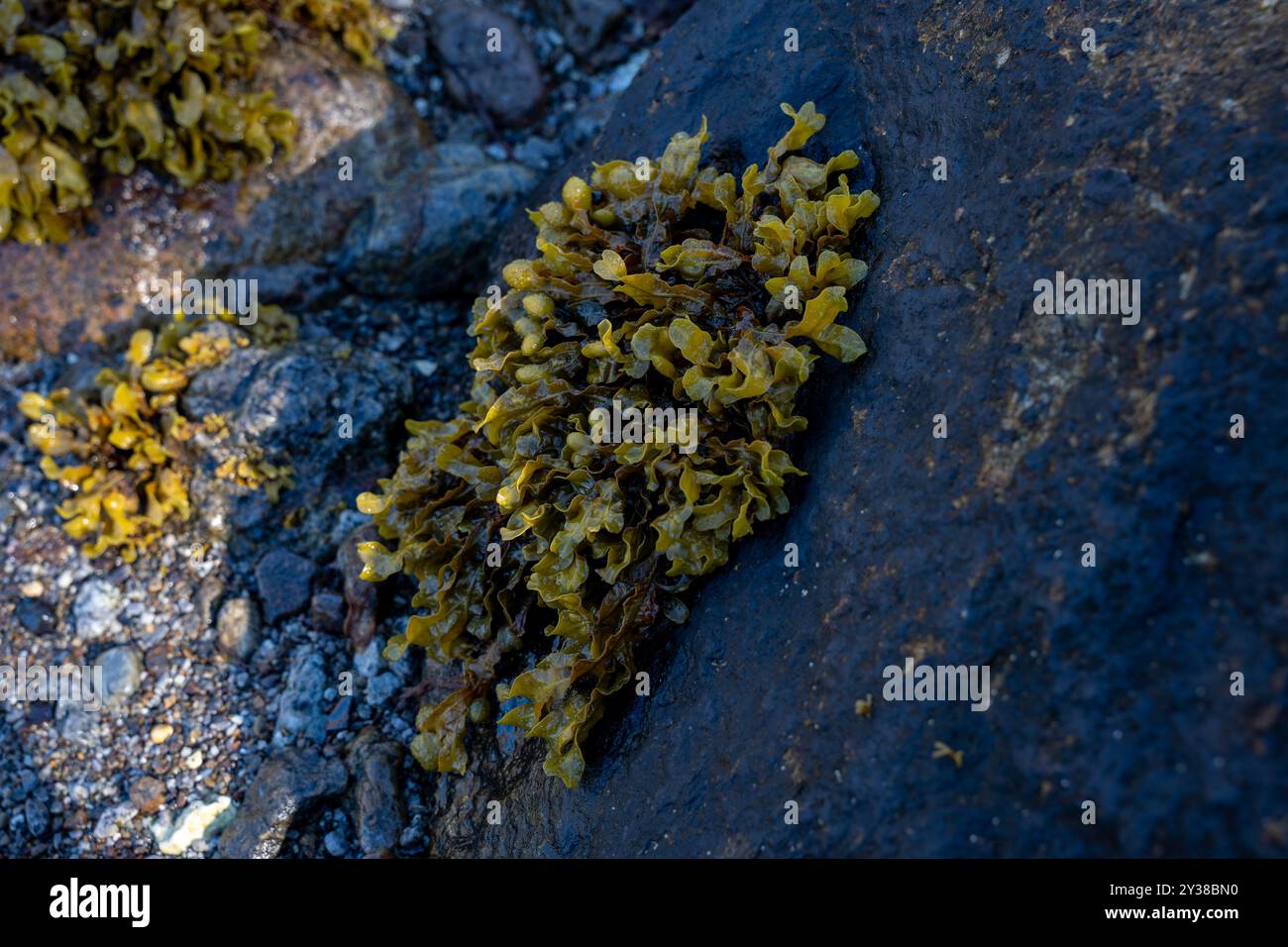Fucus vesiculosus, bladder wrack or rockweed hanging from a wet rock ...
