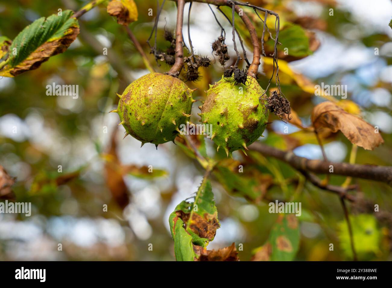 Horse chestnut (Aesculus hippocastanum) conker shell hanging from tree ...