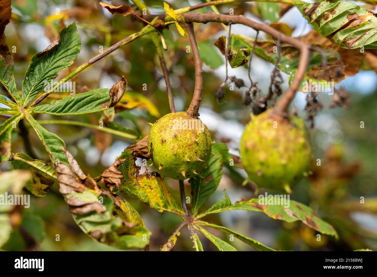 Horse chestnut (Aesculus hippocastanum) conker shell hanging from tree ...