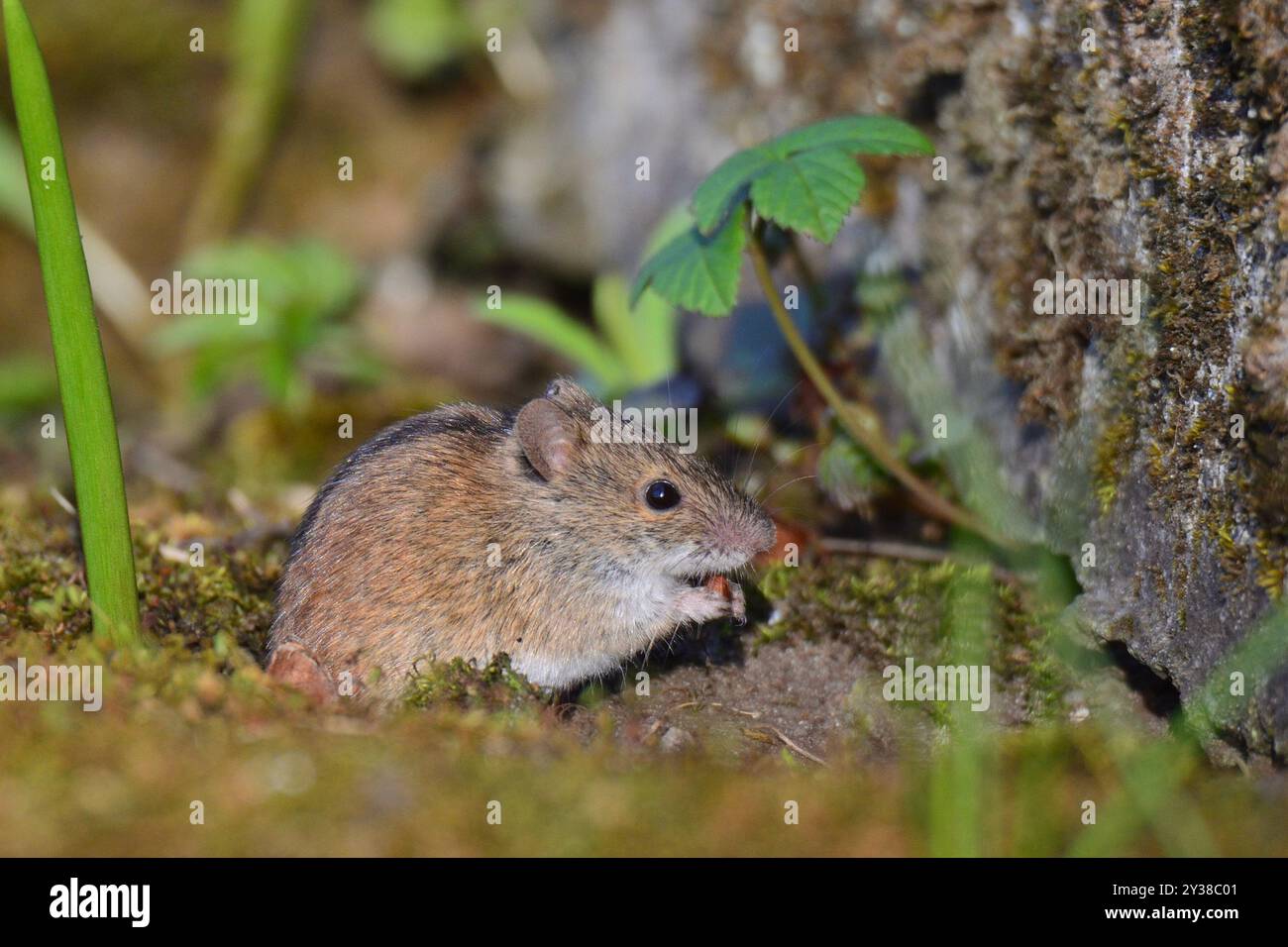 Striped field mouse in sunshine Stock Photo - Alamy