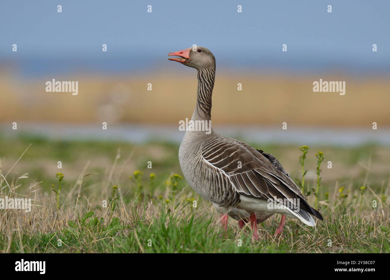 GRaylag goose making noise Stock Photo - Alamy