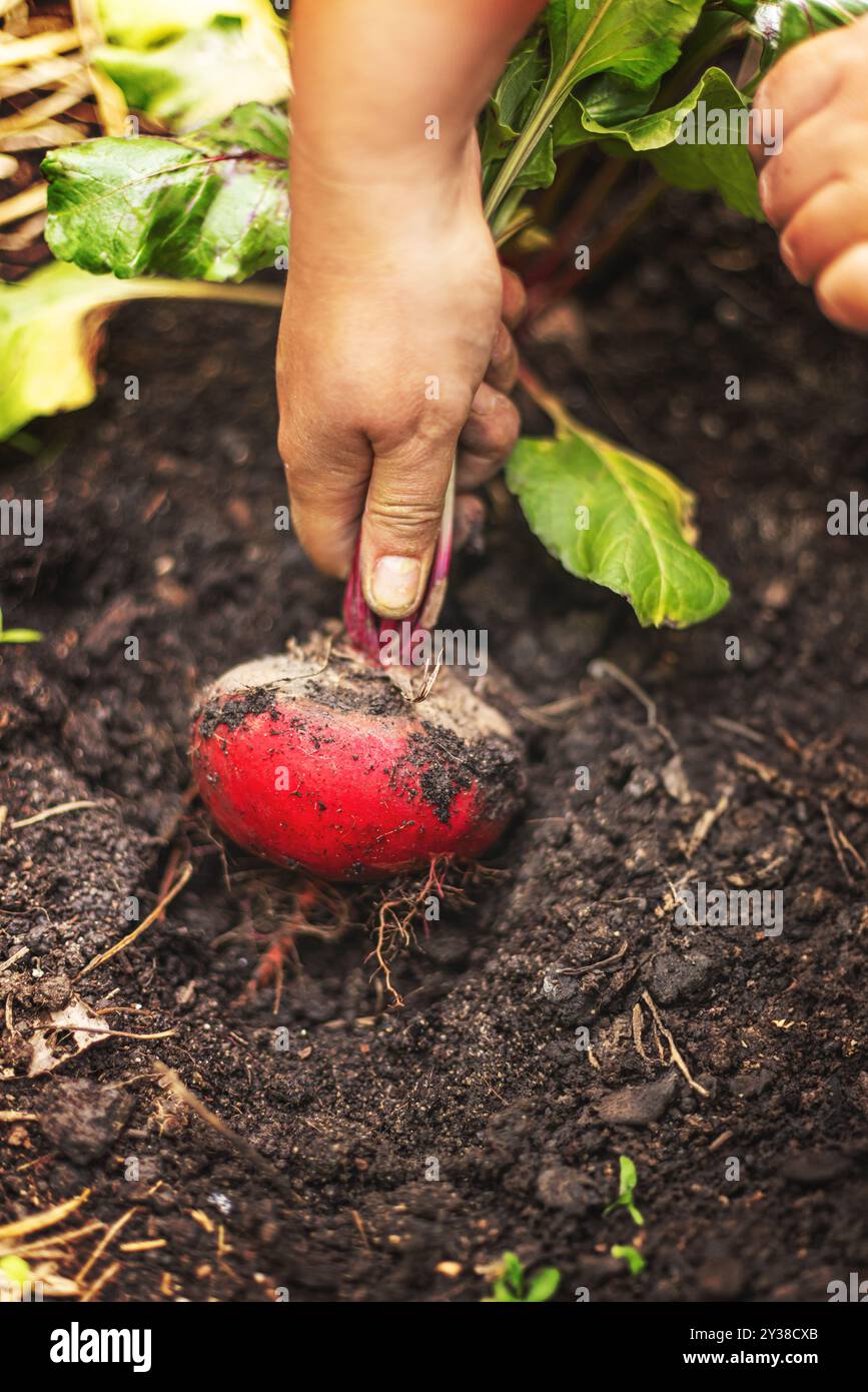 Farmer harvesting fresh beetroot from garden soil Stock Photo - Alamy