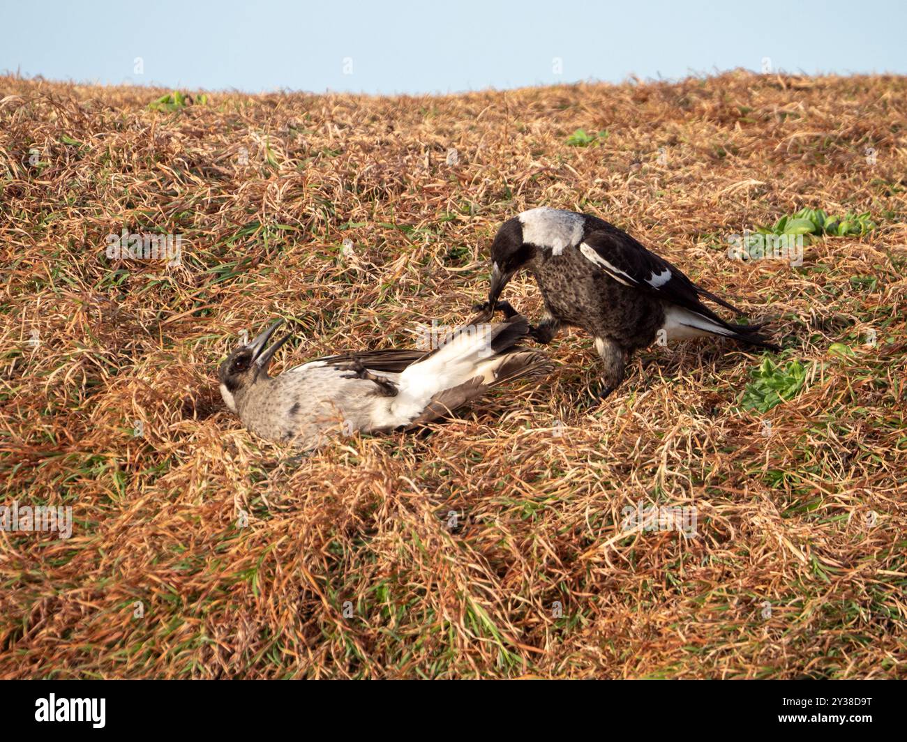 Magpies fighting hi-res stock photography and images - Alamy